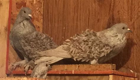 Frillback Pigeon Pigeon Animals Farm Life