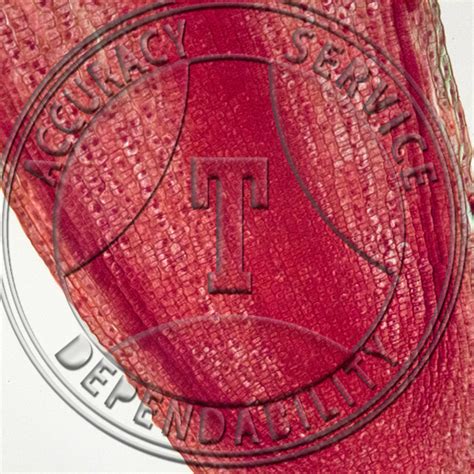 Phaseolus Vulgaris Root Tip Prepared Microscope Slide