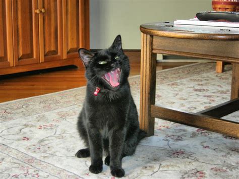 Fierce Kitty By Sillygurl22 On Deviantart