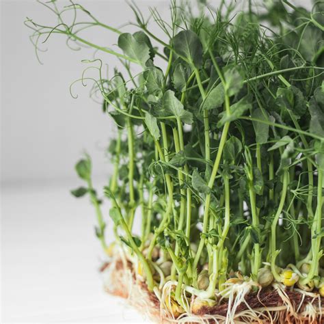 Controlled Hydroponic Container Farm Greenbox Farms