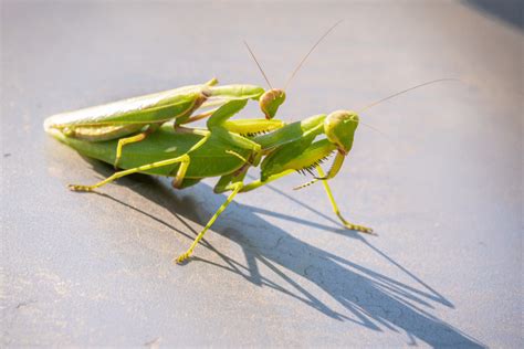 Praying Mantis Breeding Techniques A Guide For Hobbyists Bug Domain