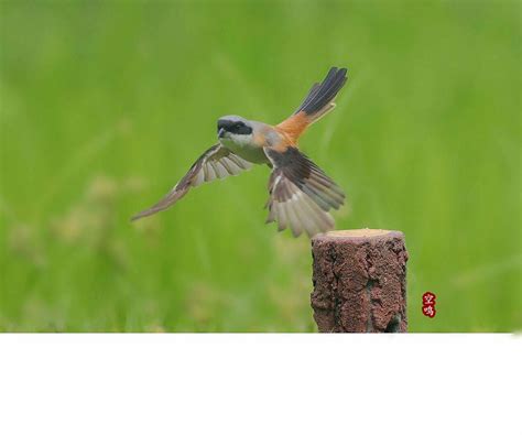 【伯劳摄影图片】生态摄影太平洋电脑网摄影部落