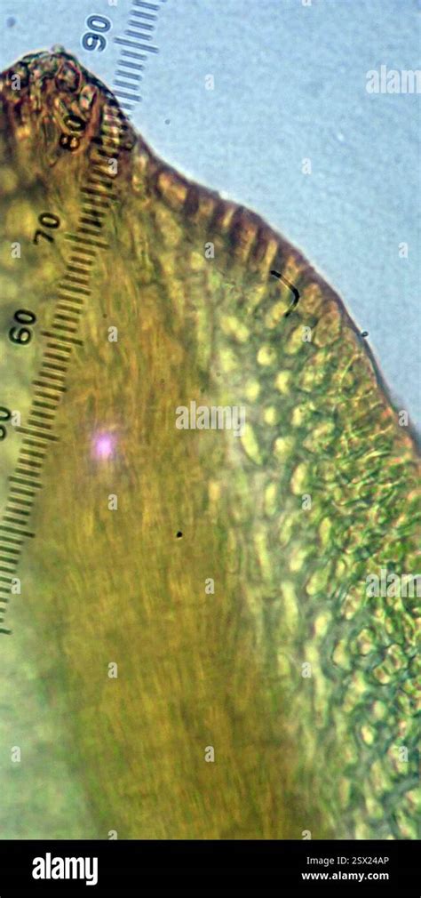 Orthotrichaceae Plantae Chatham Islands Rekohu Chatham Island Te