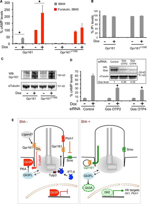 The Ciliary G Protein Coupled Receptor Gpr161 Negatively Regulates The