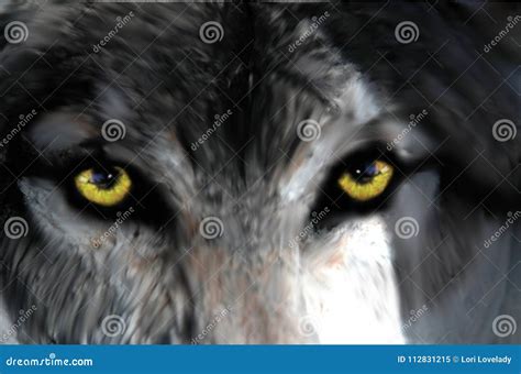 Intense Look From A Wolf S Eyes Stock Illustration Illustration Of Beautiful Stares
