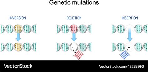 Inversion Mutation Images