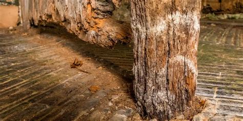 Is Wood Rotting A Physical Or Chemical Property Detroit Chinatown