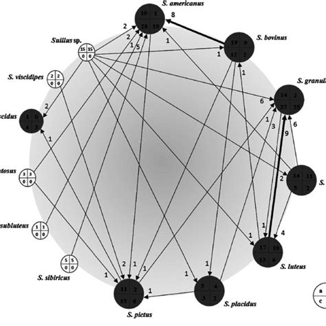 A Flow Diagram Of Suillus Species Identification Species Represented