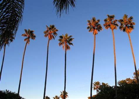 Palm Trees In La Jolla Palm Trees In La Jolla Blue Hour … Flickr