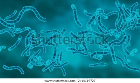 Streptomyces Group Filamentous Bacteria Important Decomposition Stock