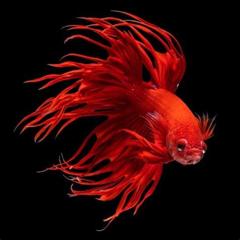 Red Crown Tail Betta Planted Tank Mates