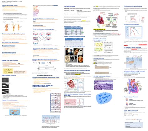 6 Open And Close System The Heart As A Pump Function Of Circularity