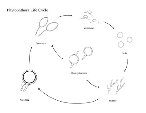 Phytophthora Basics Forest Phytophthoras Of The World