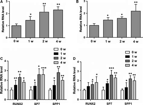 Nkila Expression Was Elevated After Osteogenic Induction A B Dynamic