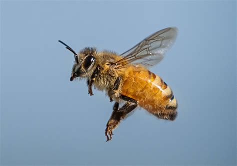 Flying Bee • Marko Dimitrijevic Photography