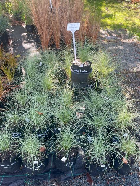 Grasses And Flaxes Bream Bay Green World
