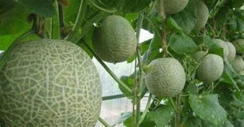 Benih Melon Putih