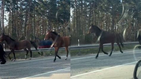 Saimniekiem Aizdomas Ka Baltezerā Uz šosejas Izskrējušie Zirgi Brīvībā Izlaisti ļaunprātīgi