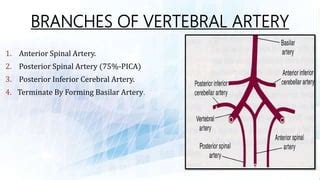 Vertebral Artery Branches Anatomy
