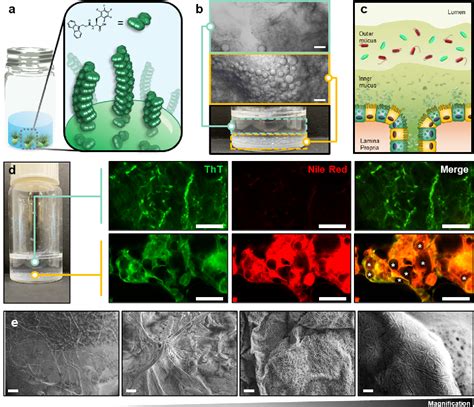 Figure 1 From Synthetic Colonic Mucus Enables The Development Of Modular Microbiome Organoids
