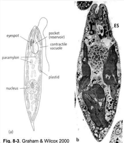 Euglenophyta Flashcards Quizlet