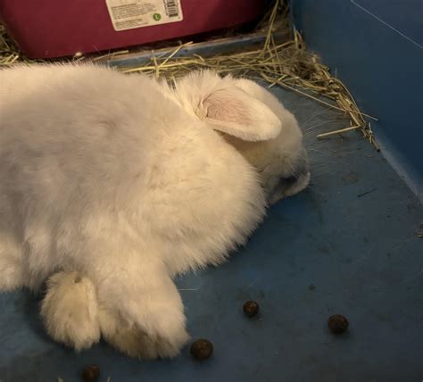 Zzzzzzzzzzzzzzzzzzzzzzzzzzzz Rrabbits Zzzzzzzzzzzzzzzzzzzzzzzzzzzz Rrabbits