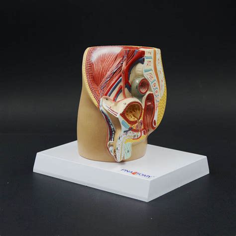 Male Pelvis Model Mini Size Pelvic Cavity Urinary System Genital Organ