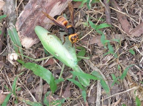 Long Photo Album Of Social Wasps Killing Mantises Rhardcorenature