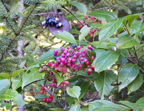 Northern Wild Raisin