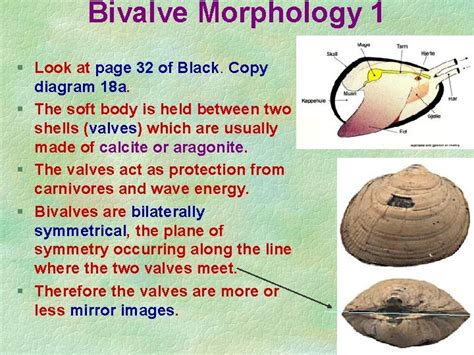 Bivalves Classification Phylum Mollusca Class Bivalvia Bivalve Morphology