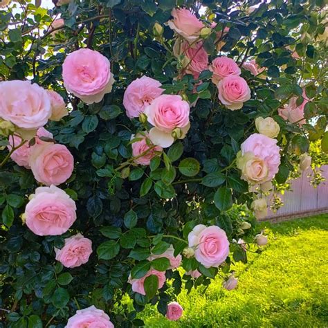 Eden Climbing Rose Pierre De Ronsard Pink Repeat Bloom Climber