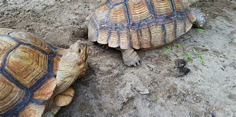 Turtles Longevity And Strangely Hairy Tails Srumi