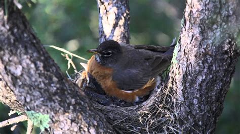 Fledgling Robinsfeeding Time Youtube
