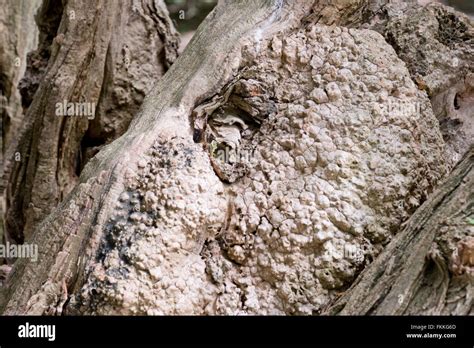 Eye Like Shape In Old Tree Trunk Stock Photo Alamy
