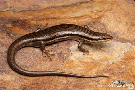 Download Brown Ground Skink Healthy Lizard Wallpaper