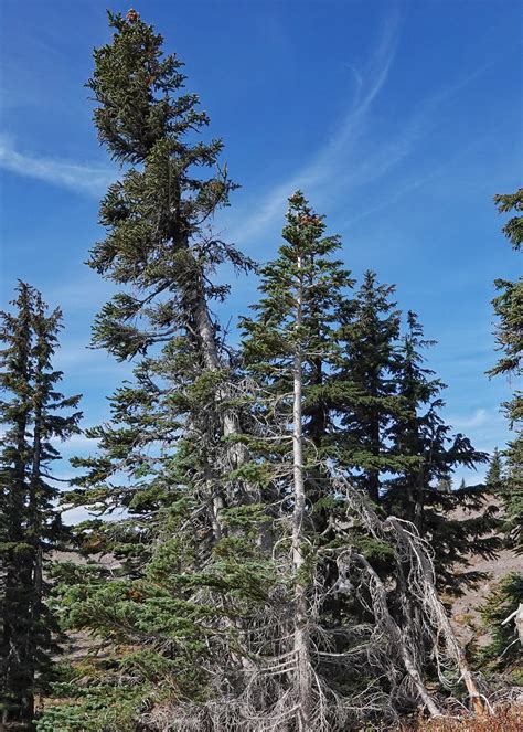 Abies Lasiocarpa Subalpine Fir 10000 Things Of The Pacific Northwest