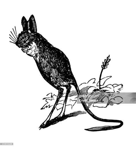 Egyptian Jerboa Dipus Aegypticus High Res Vector Graphic Getty Images