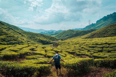 A Complete Hiking Guide To Cameron Highlands Malaysia