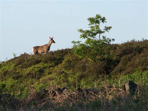 Healey Nab Wildlife And Flora