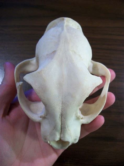 Bobcat Skull Labeled