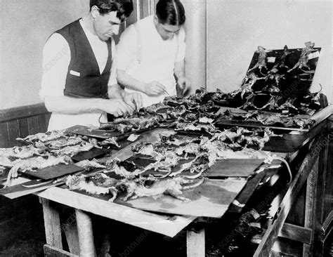 Rat Dissection Stock Image N9300007 Science Photo Library