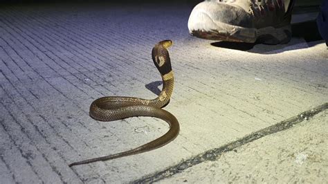 งูเห่าไทยตัวน้อย แต่พิษรุนแรงถึงชีวิต ที่มากันเป็นกองทัพ แถมมีออปชั่น