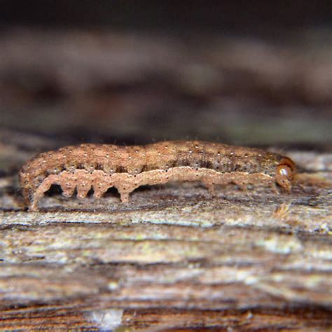 Brown Caterpillar Bugguide Net