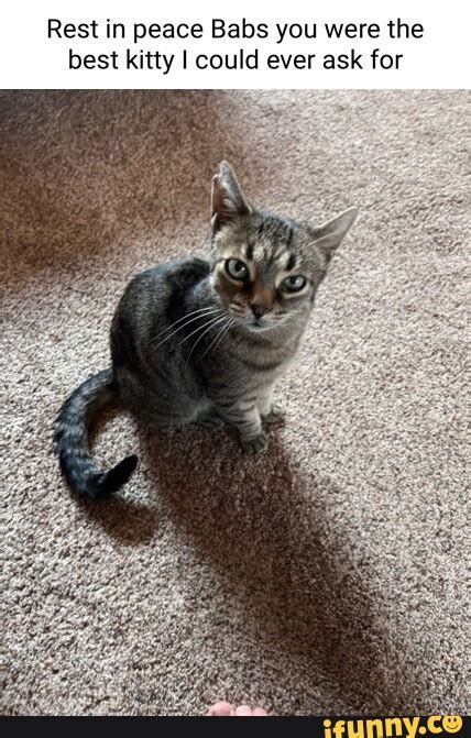 Babs Memes Best Collection Of Funny Babs Pictures On Ifunny