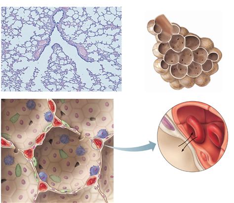 Alveoli Structure Diagram Quizlet