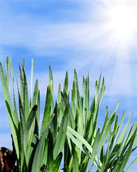 Spring Grass Stock Image Image Of Landscape Grow Meadow 8677663