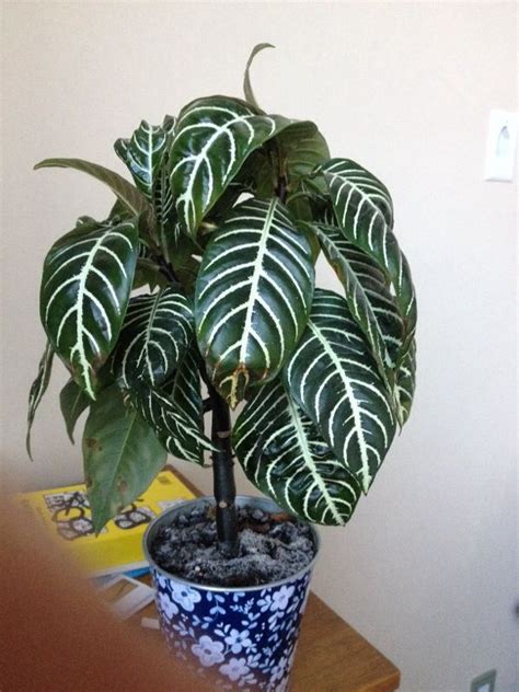 Zebra Plant Aphelandra Squarrosa This Is Probably A Zebra Plant