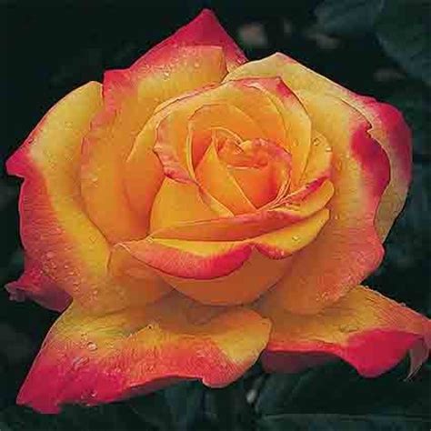 Rio Samba™ Hybrid Tea Rose Hybrid Tea Roses Edmunds Roses