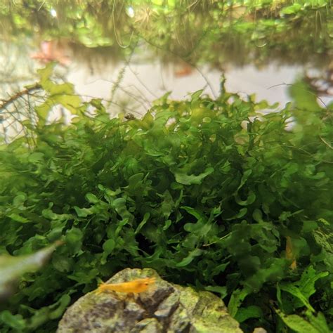 Subwassertang Moss 2oz Aquariums Corals Live Fish Pet Supplies