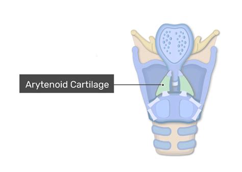 Arytenoid Cartilage Label Arytenoid Cartilage Diagram Quizlet
